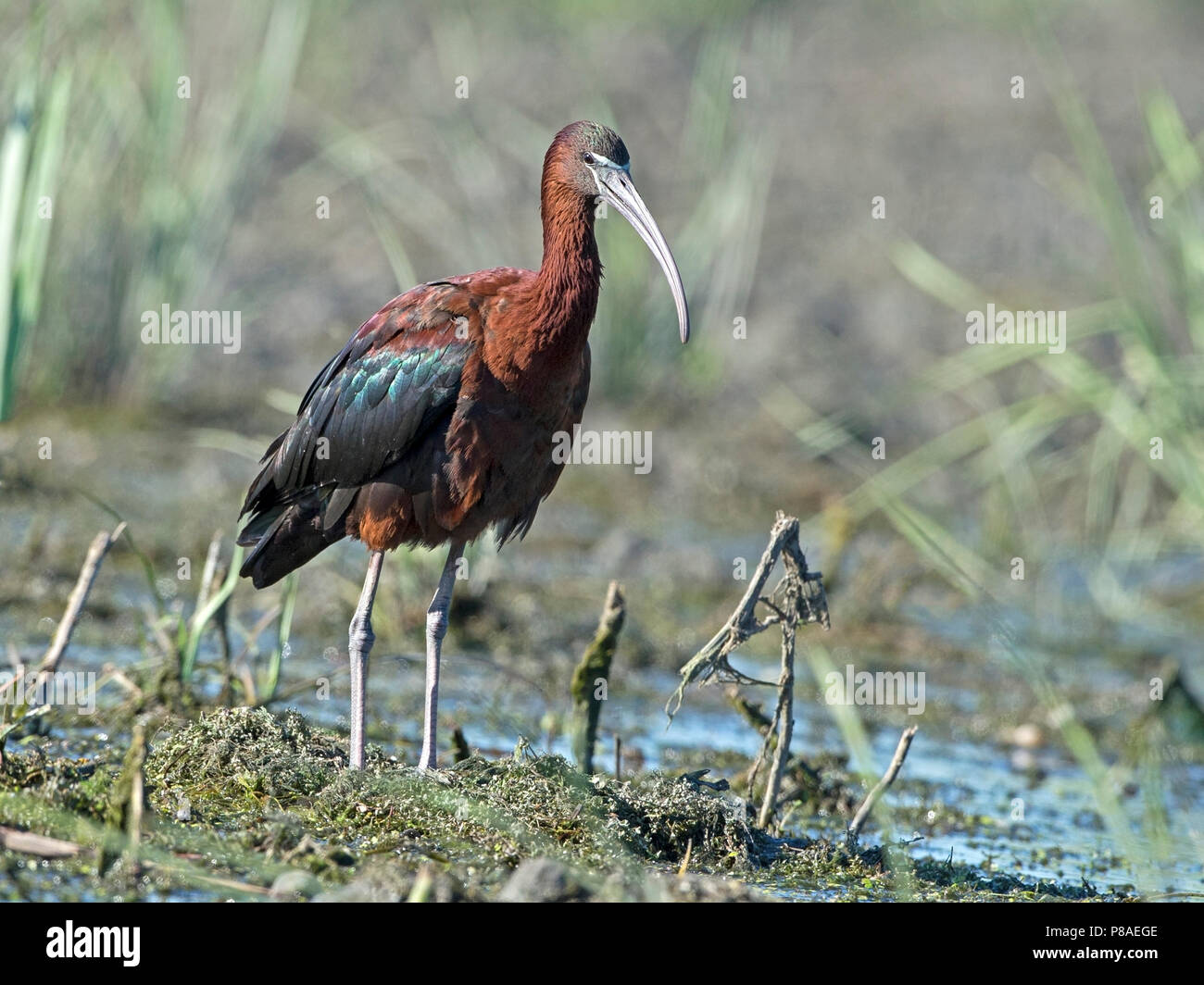 Ibis standing hi-res stock photography and images - Alamy