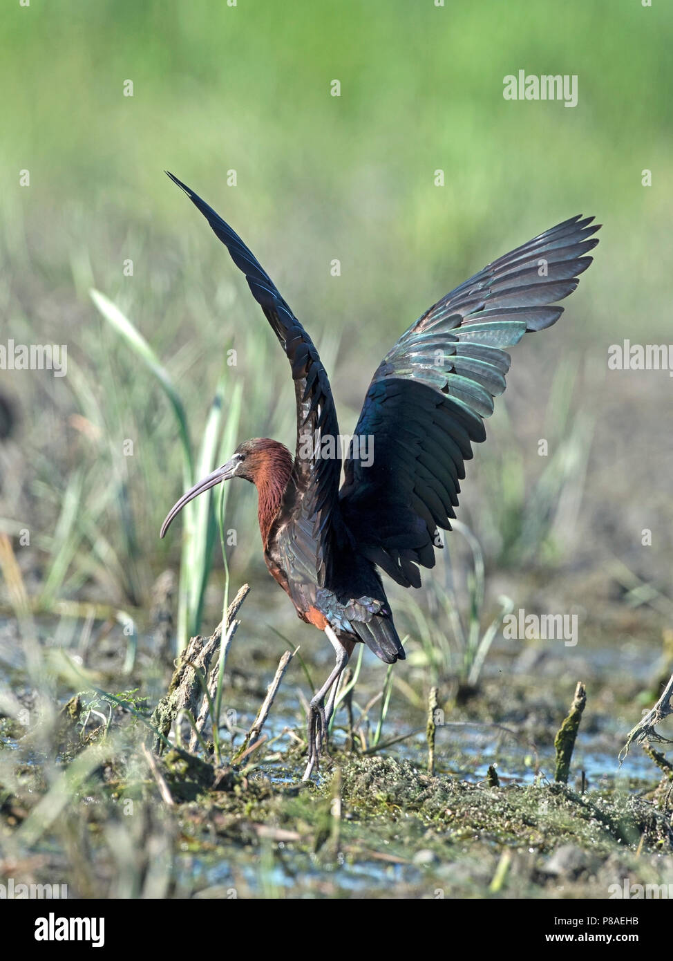 Glossy ibis standing wings raised Stock Photo - Alamy
