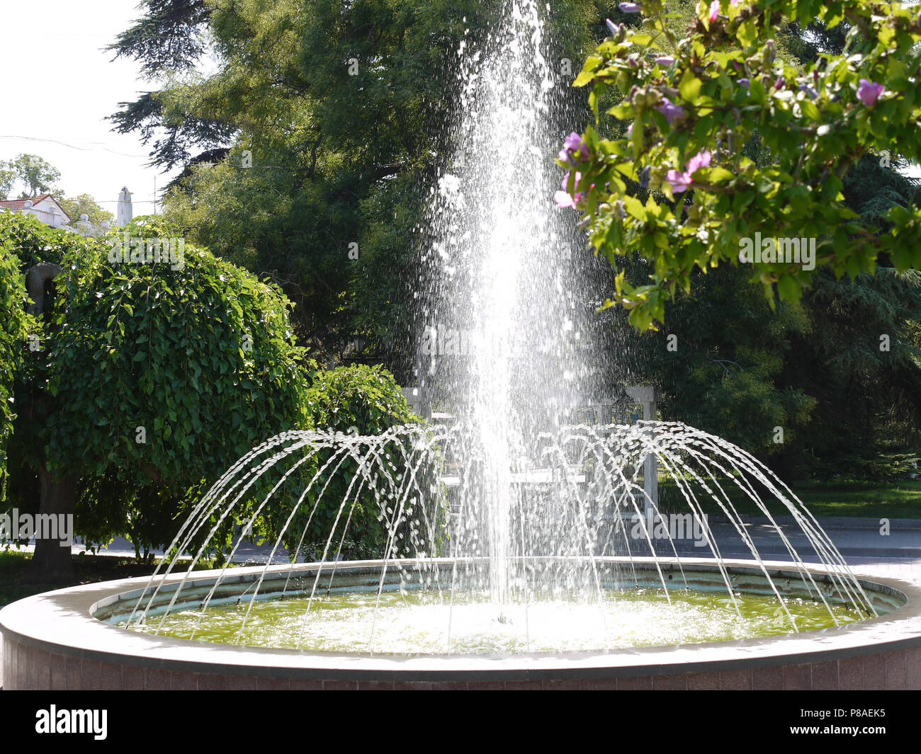 high beautiful fountain on the background of trees . For your design ...
