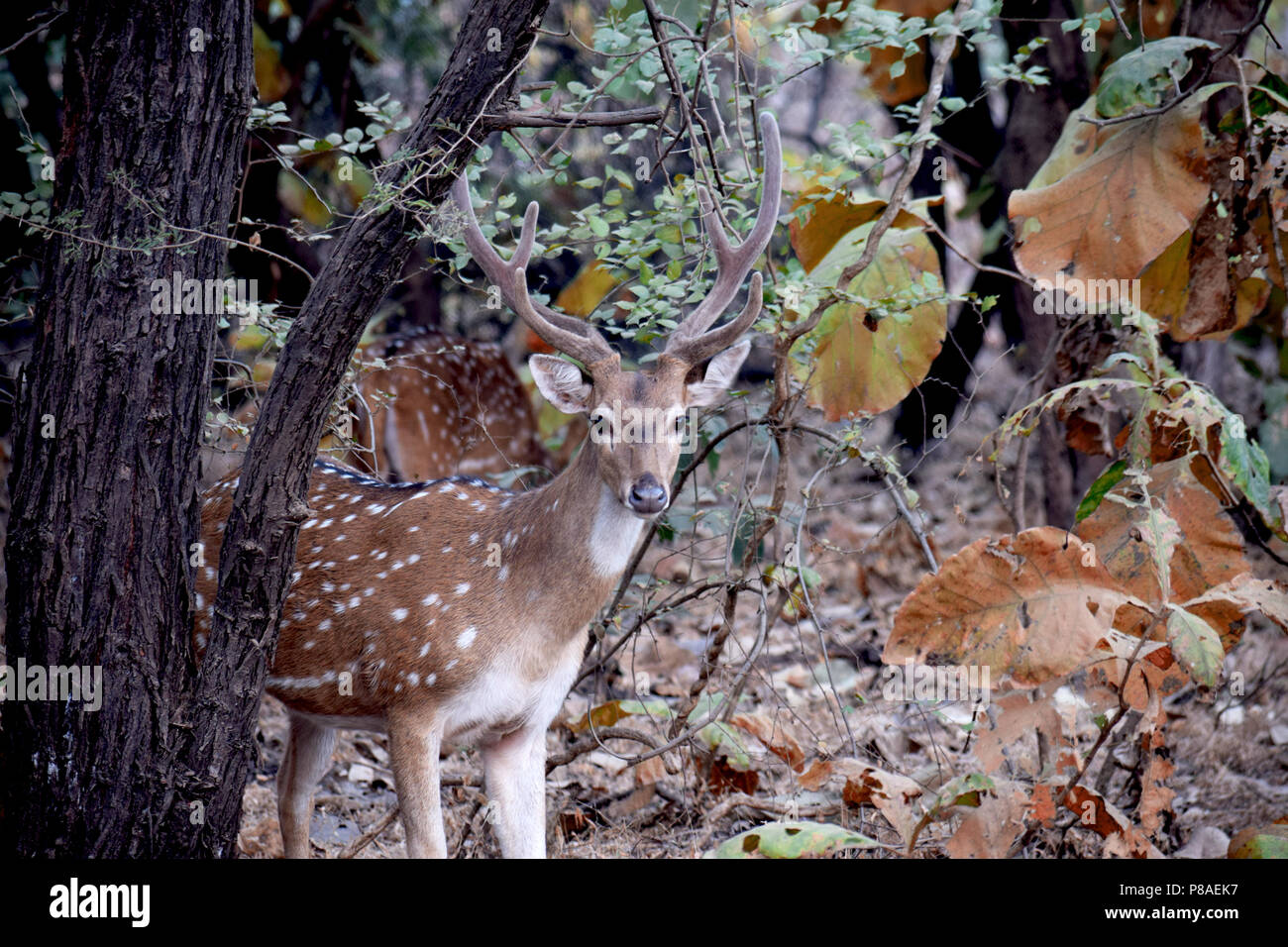 Female blue bull in gir national park Stock Photo - Alamy