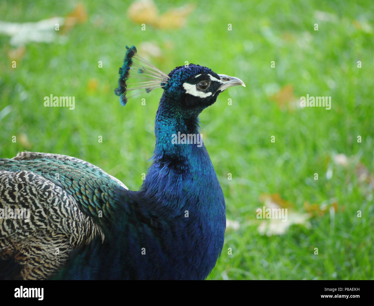 Handsome pheasant with a proud head and bristles sticking out on the ...