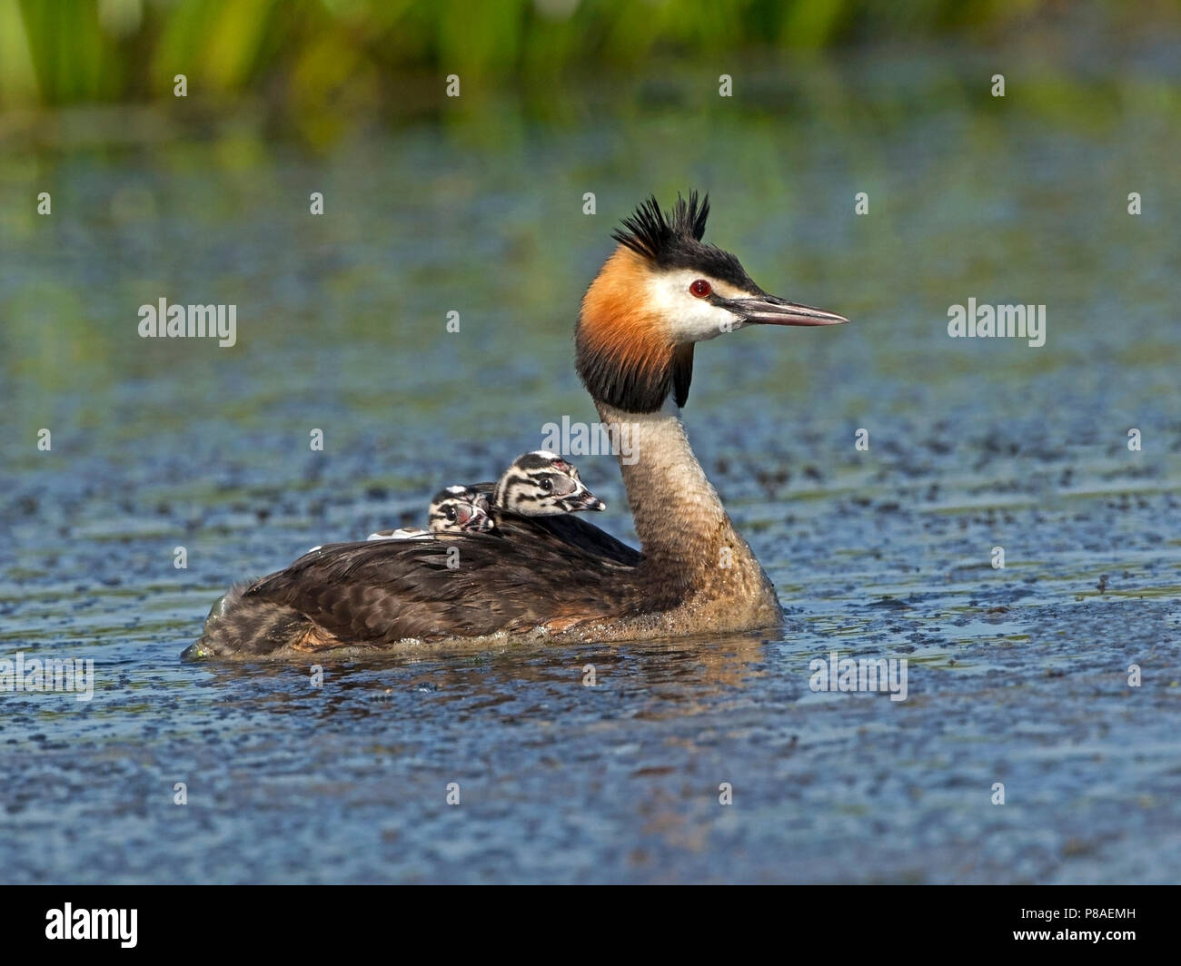 Great crested grebe swimming with chicks on back Stock Photo - Alamy