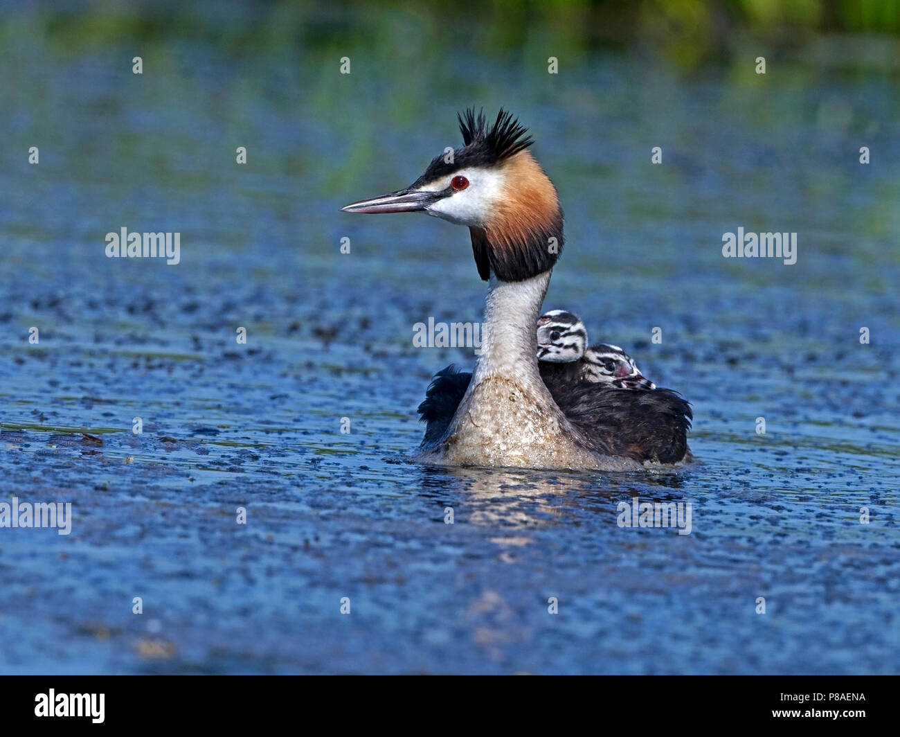 Great crested grebe swimming with chicks on back Stock Photo - Alamy