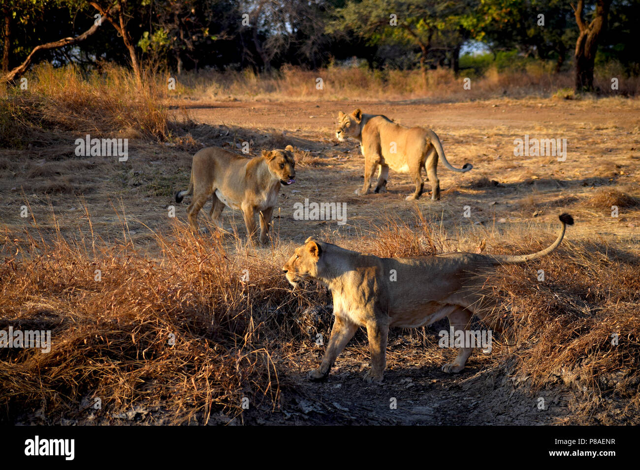 Female blue bull in gir national park Stock Photo - Alamy