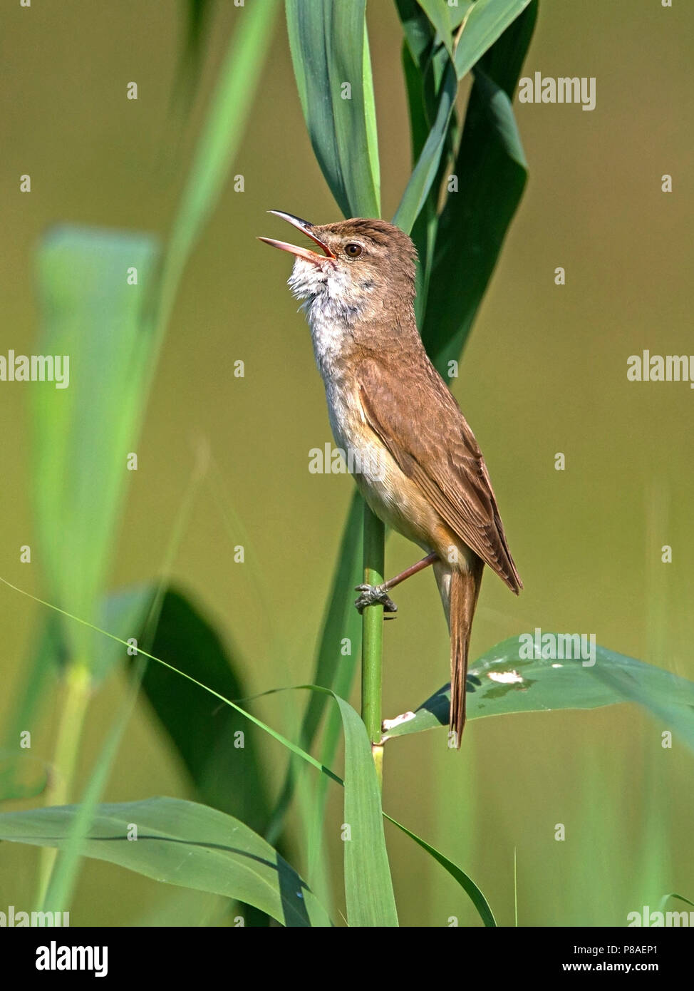 Great reed warbler perched on reed singing Stock Photo - Alamy