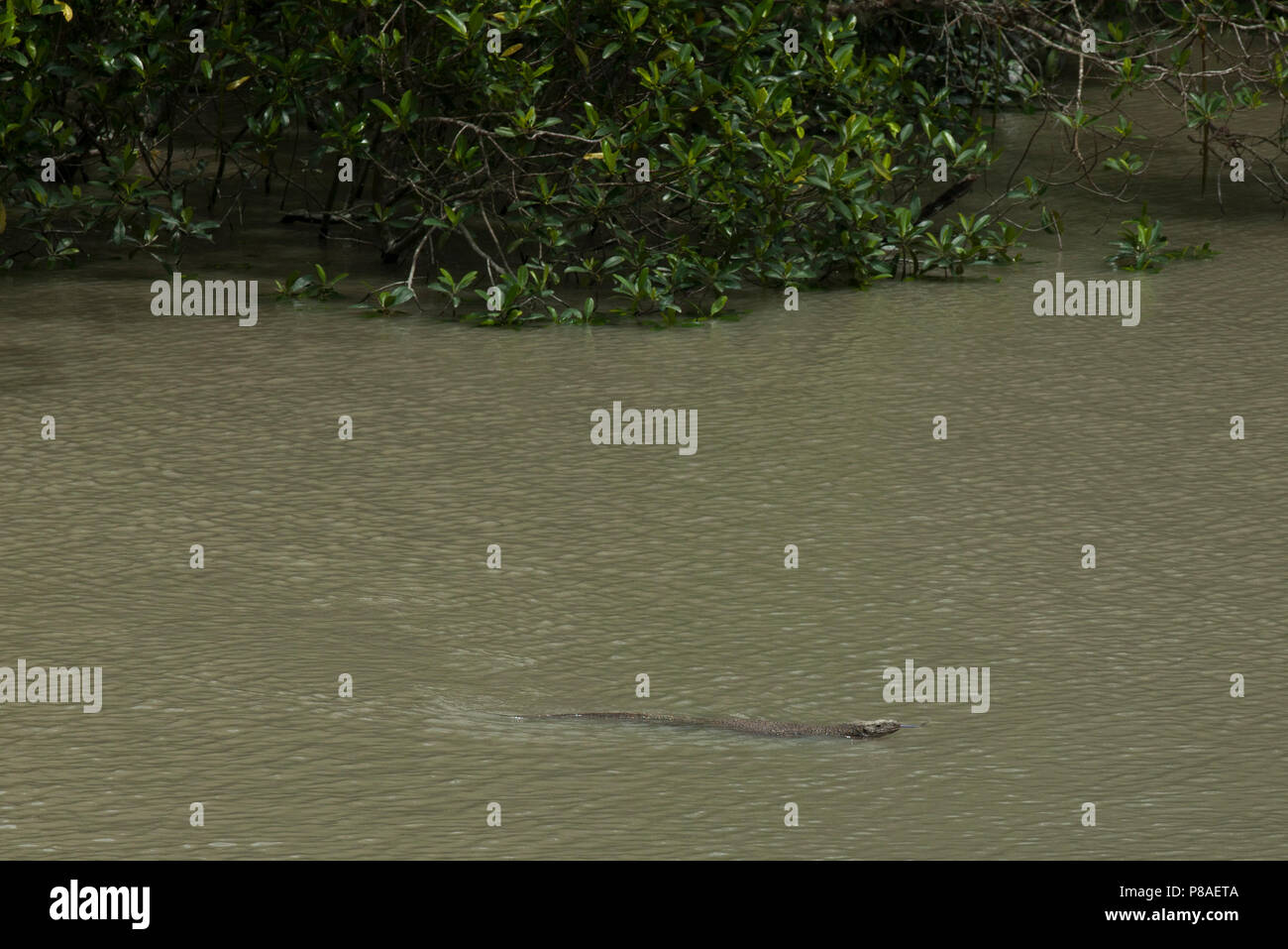 Monitor Lizard swims on the canal of The Sundarbans, a UNESCO World ...
