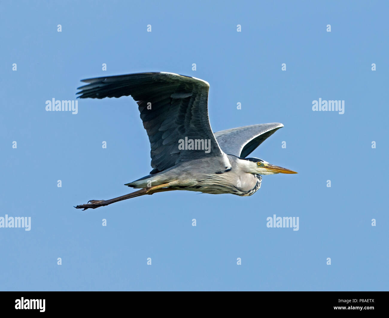Grey heron romania hi-res stock photography and images - Alamy