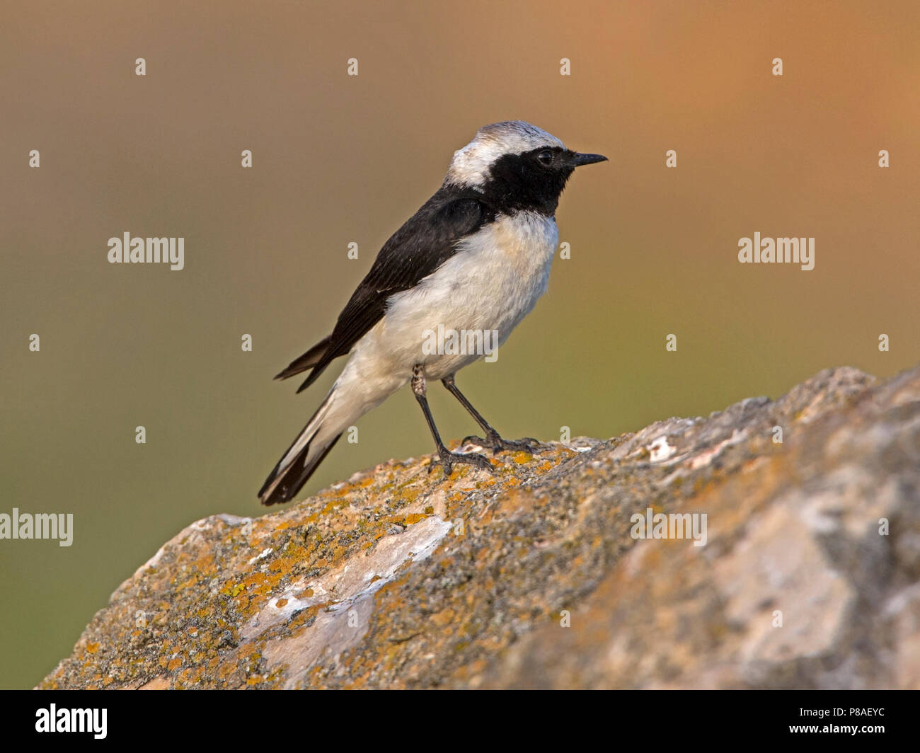 Pied wheatear hi-res stock photography and images - Alamy