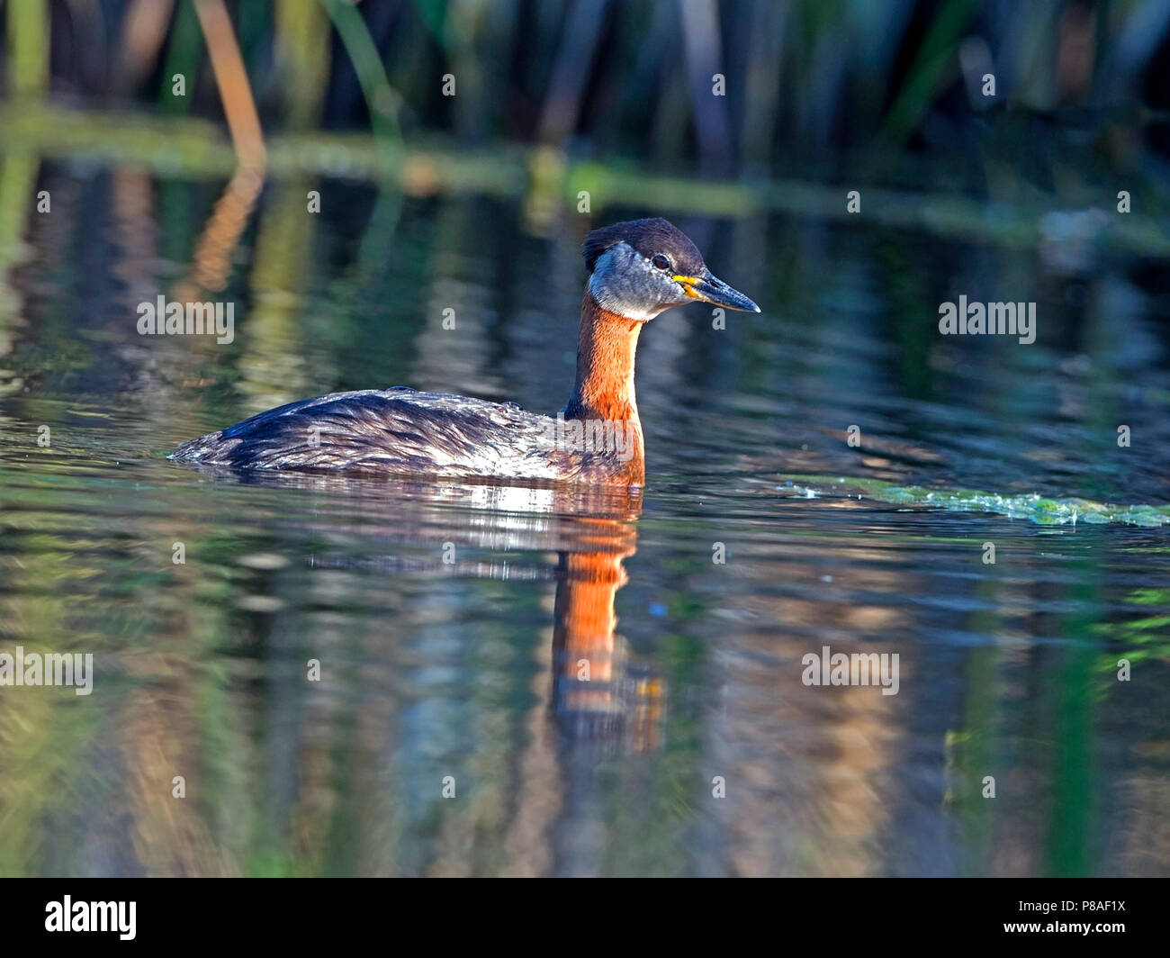 Red-necked grebe swimming Stock Photo - Alamy