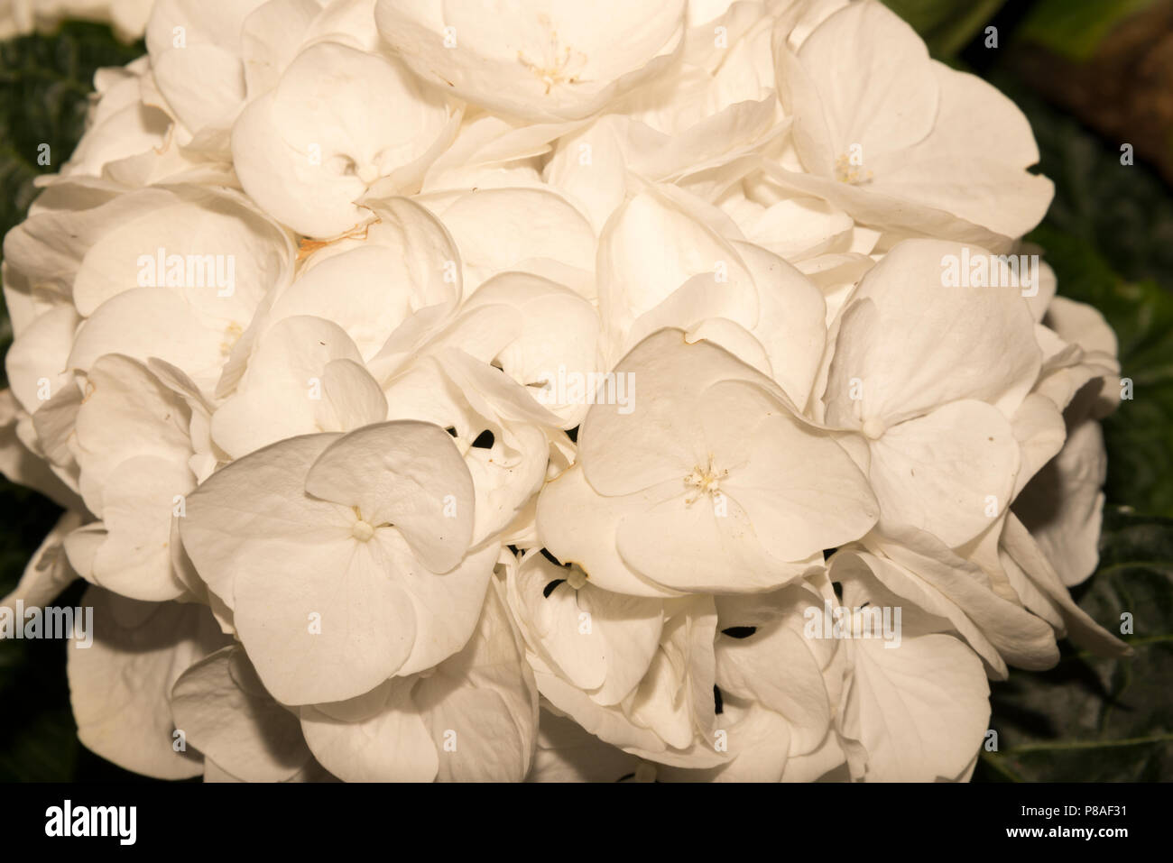 Bigleaf Hydrangea (Hydrangea macrophylla Stock Photo - Alamy