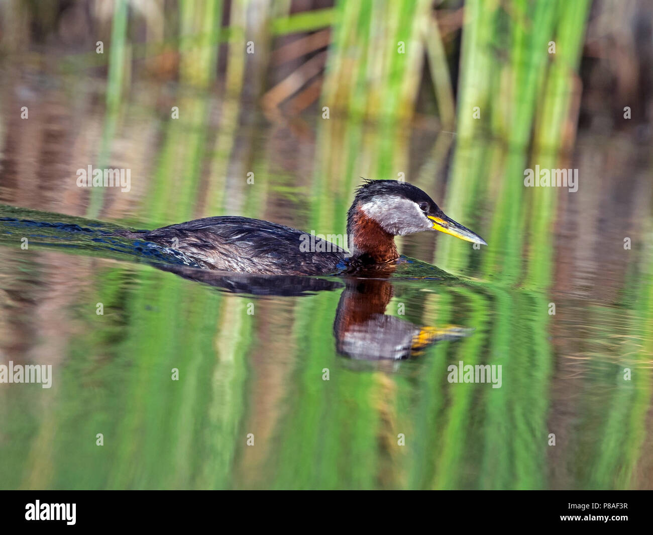 Red-necked grebe swimming Stock Photo - Alamy