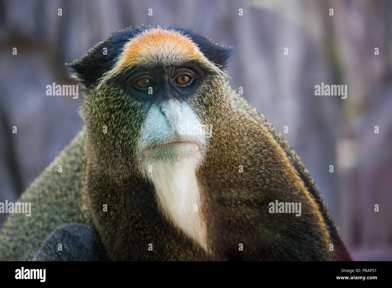 Weird Looking Monkeys KK Offers The Action And The 'chill' | Farm