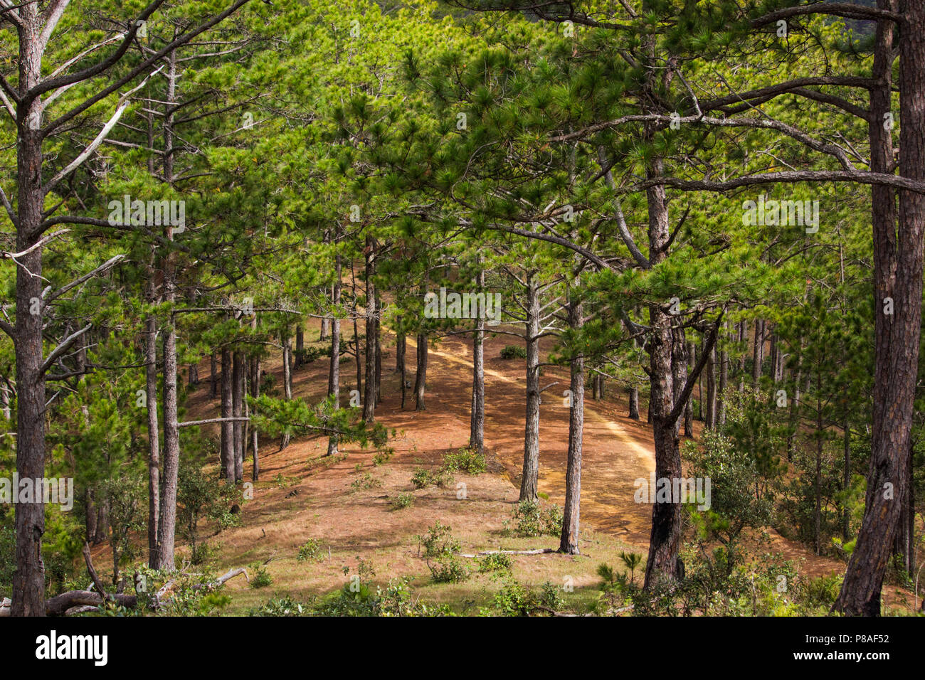 Vietnam vegetation hi-res stock photography and images - Alamy