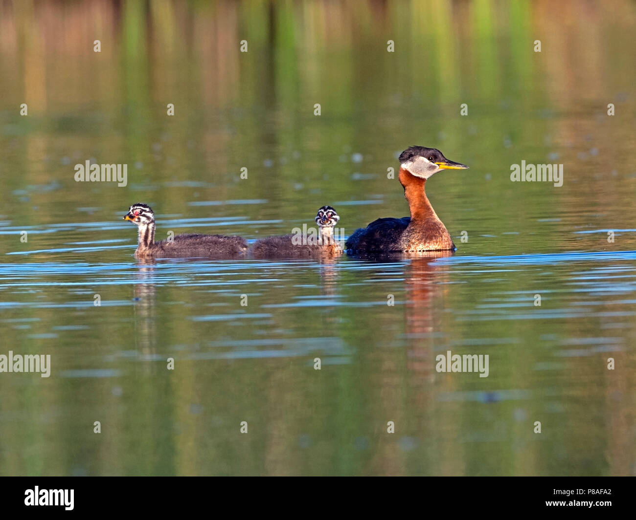 Grebe chicks hi-res stock photography and images - Alamy