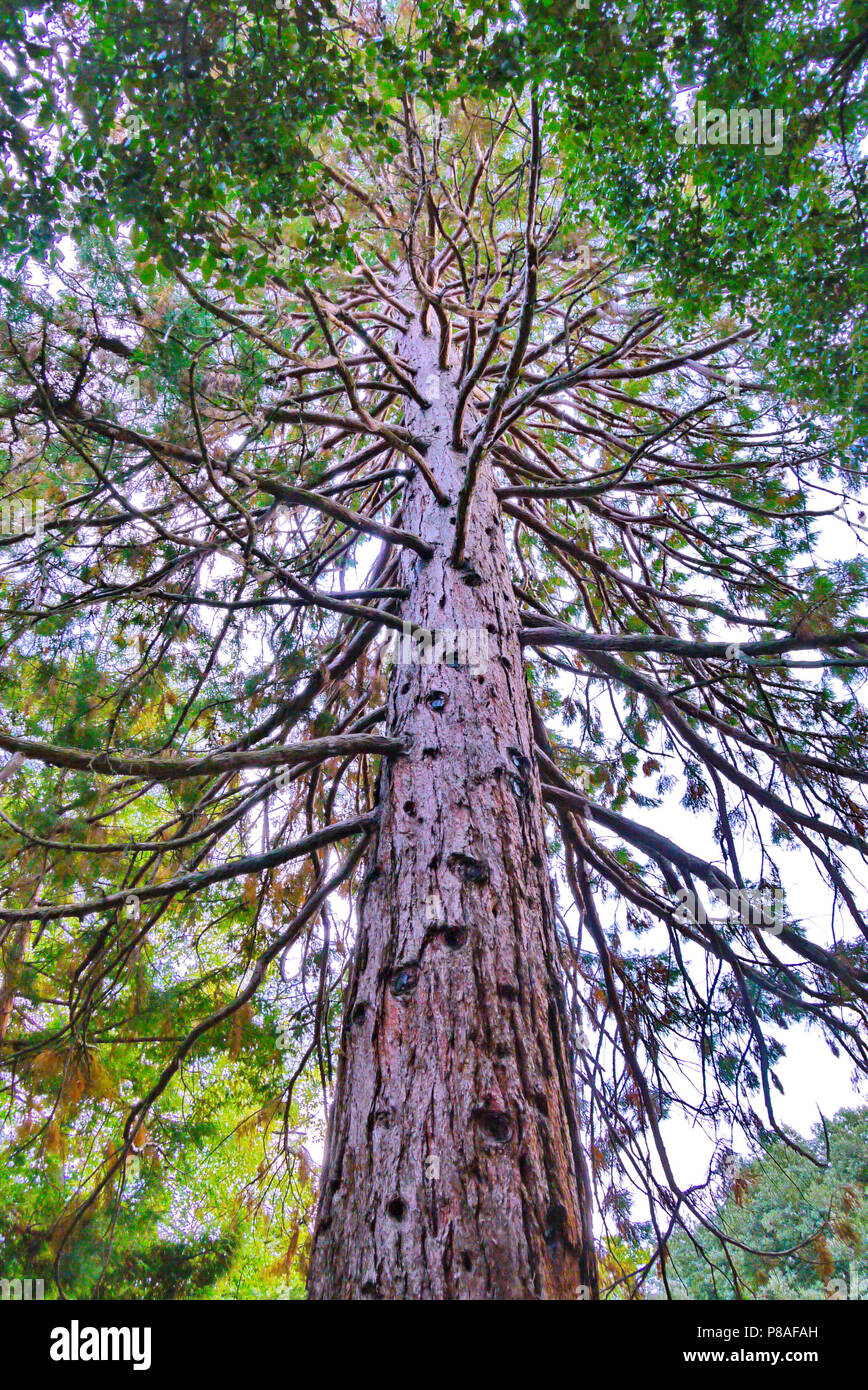 a tall tree with even truncated trunk and a large number of twisted ...
