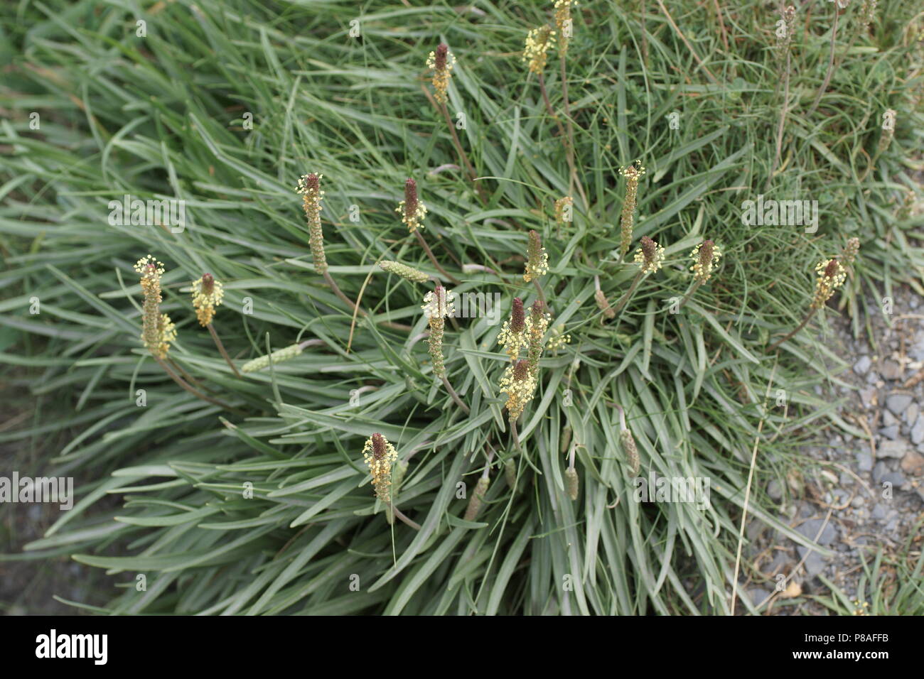 Sea plantain plantago maritima hi-res stock photography and images - Alamy