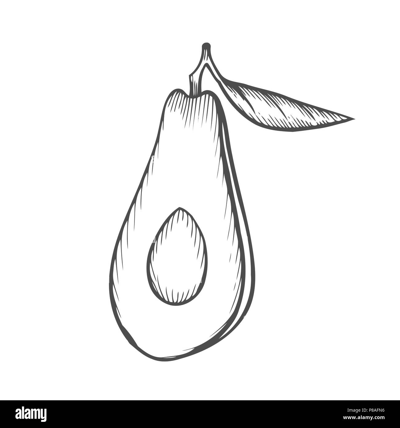 Sketch ink vintage avocado cut illustration, draft silhouette drawing ...