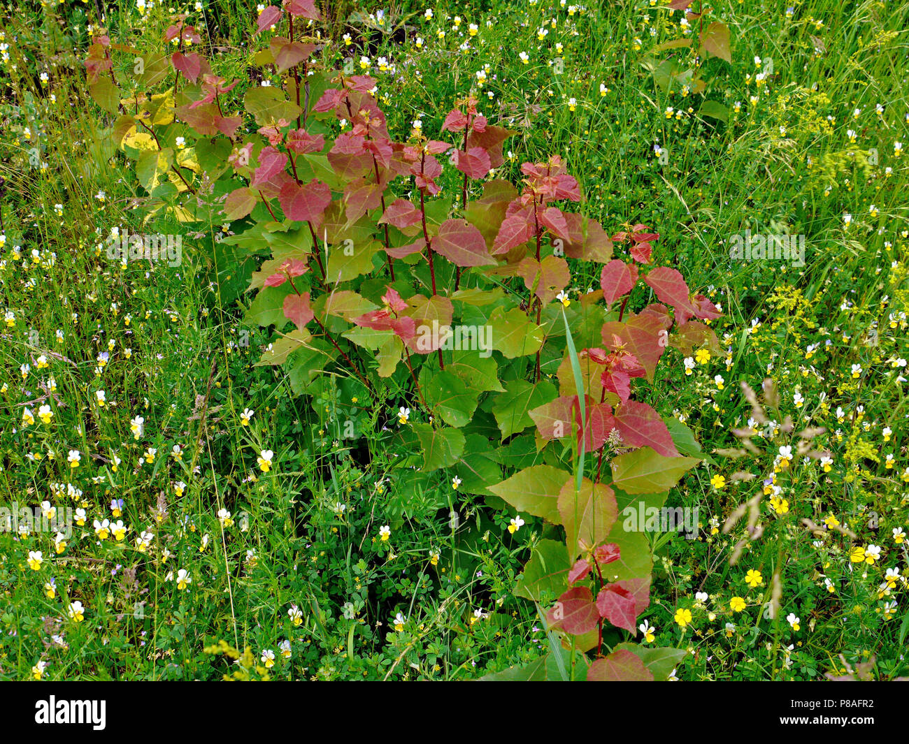 Birch seedlings hi-res stock photography and images - Alamy