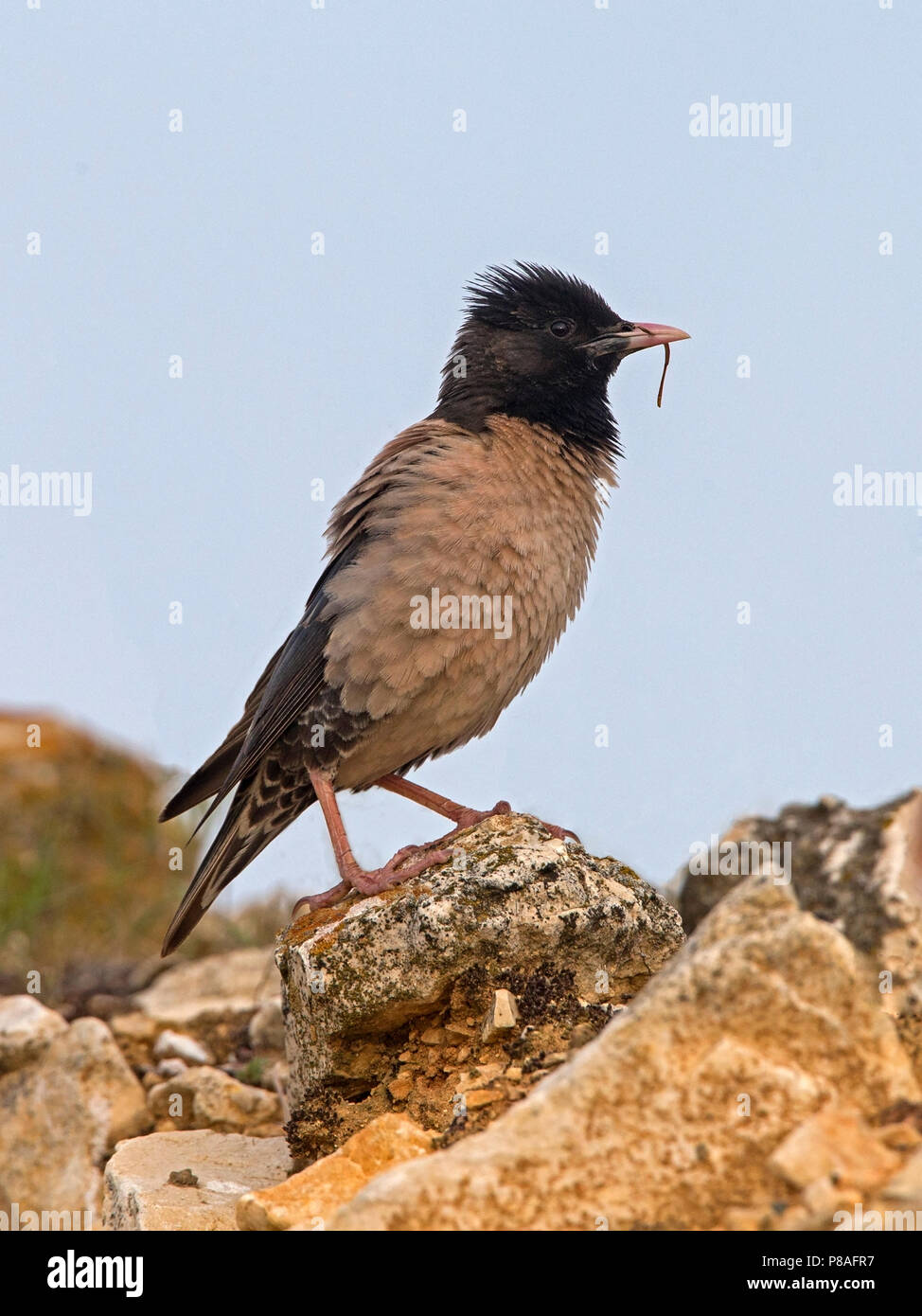 Female starling hi-res stock photography and images - Alamy