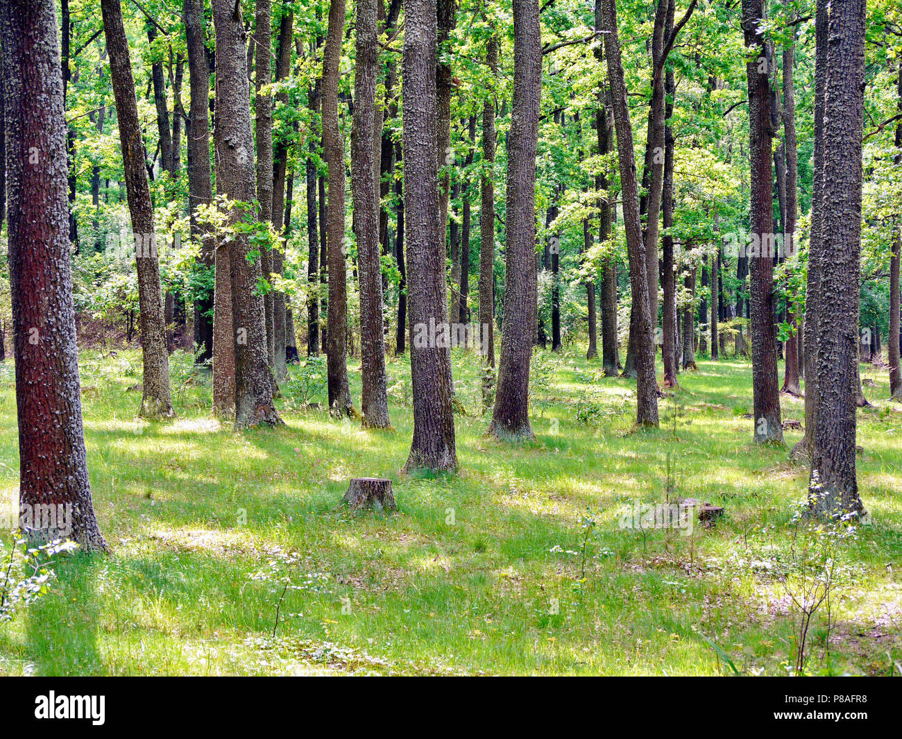 pillars of tall deciduous trees in the middle of the forest . For your ...