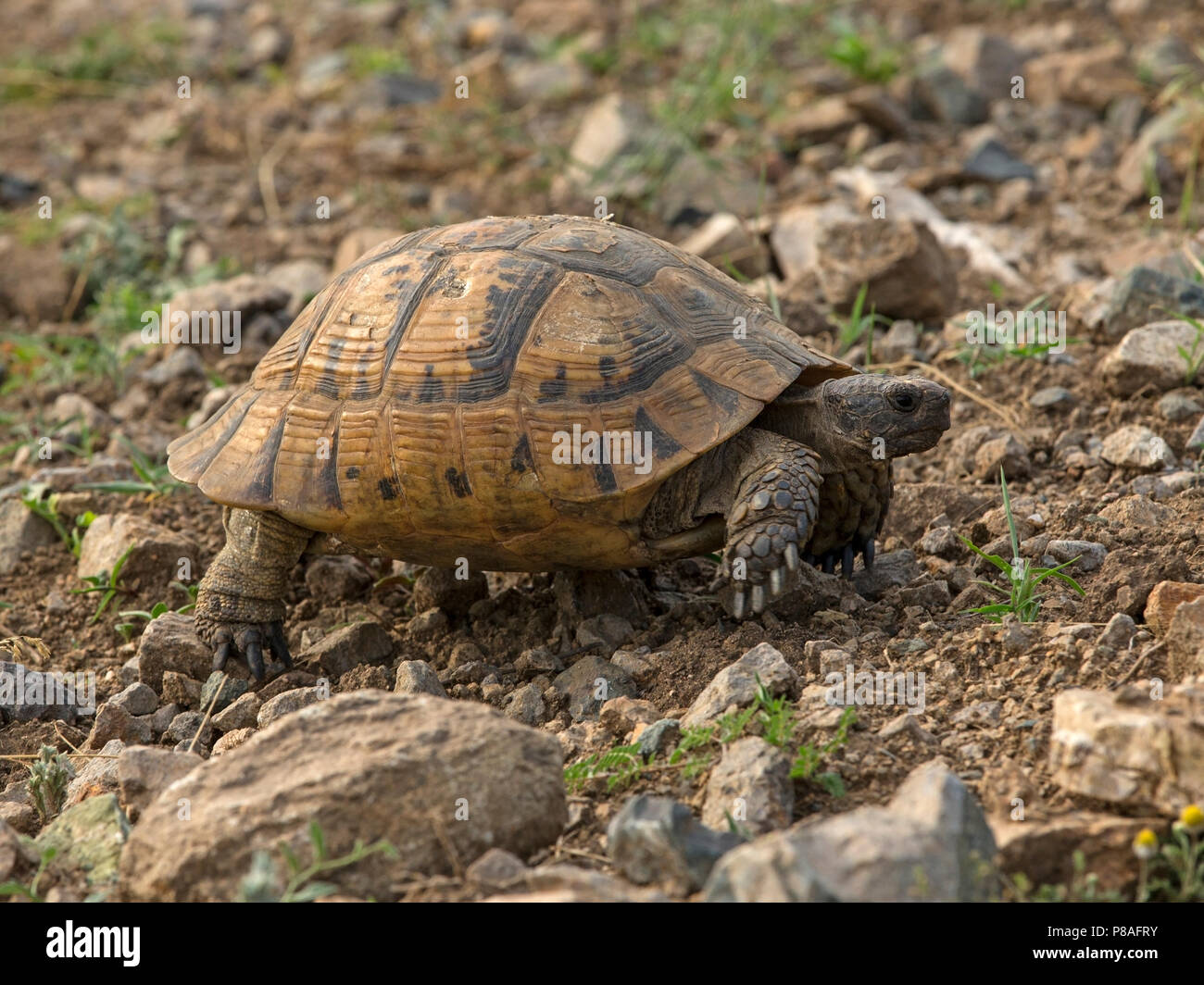 Eastern Hermann's tortoise Stock Photo - Alamy
