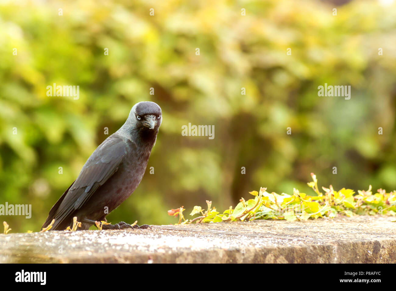 Raven standing on the brick wall - raining - natural scenery Stock ...