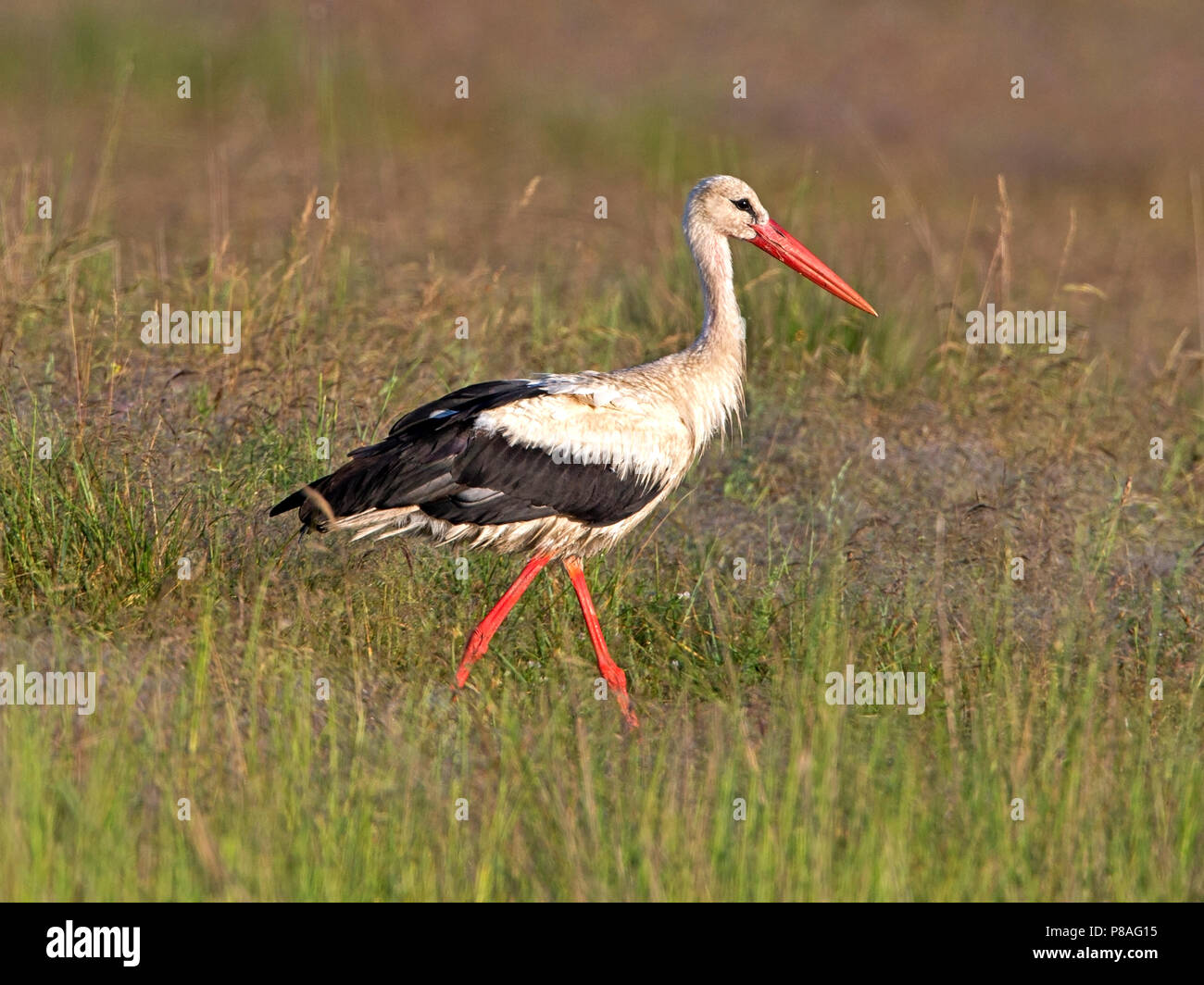 White stork walking Stock Photo - Alamy