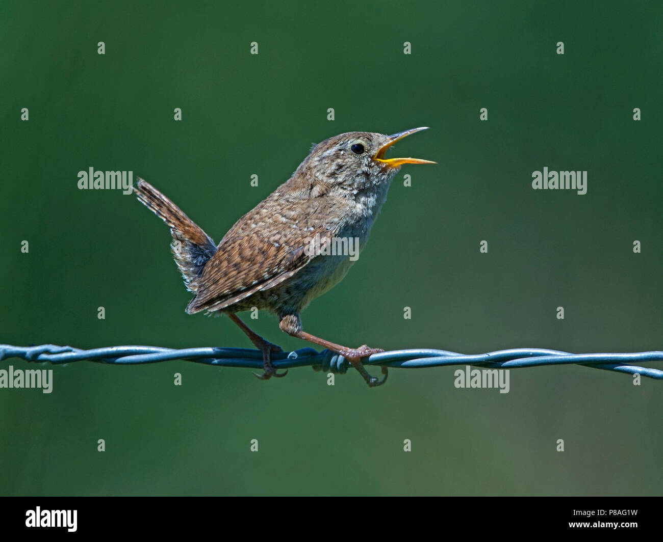Wren singing singing hi-res stock photography and images - Alamy