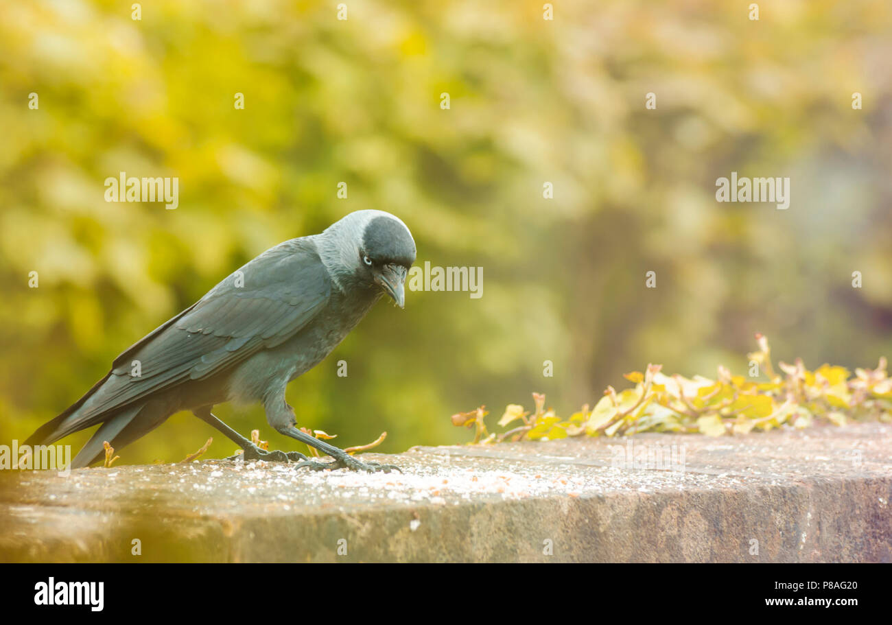 Raven standing on the brick wall - raining - natural scenery Stock ...