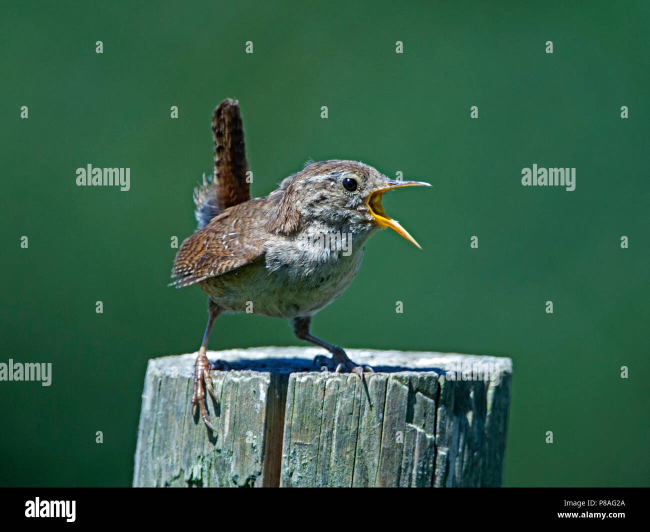Birds singing hi-res stock photography and images - Alamy
