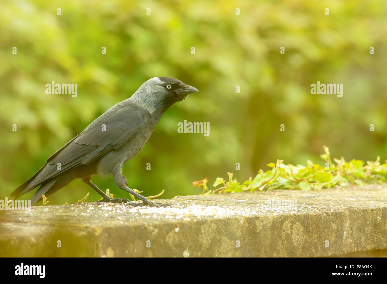 Raven standing on the brick wall - raining - natural scenery Stock ...