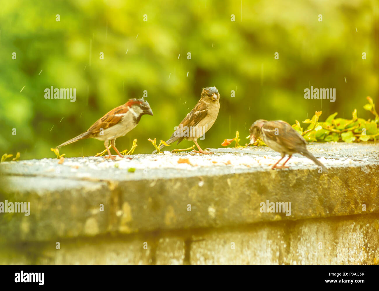The birds on the feeding time - raining -natural scenery Stock Photo ...