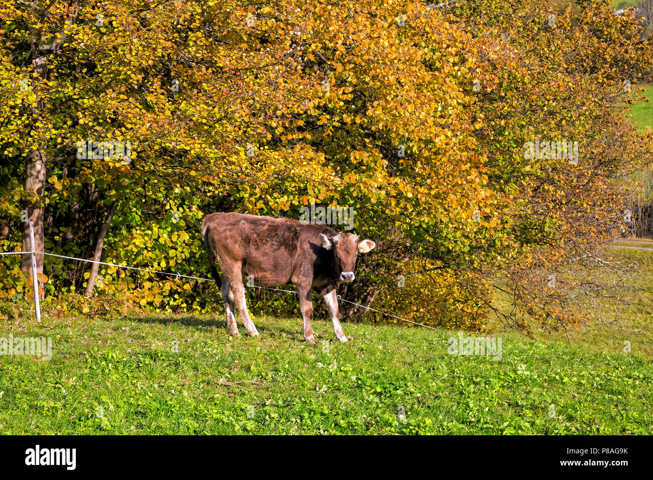 German bull on grass in autumn Stock Photo - Alamy