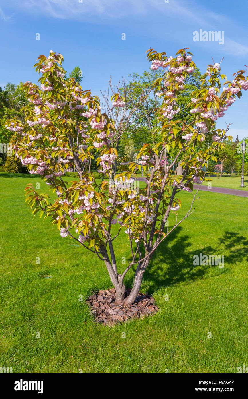 Young chestnut tree hi-res stock photography and images - Alamy