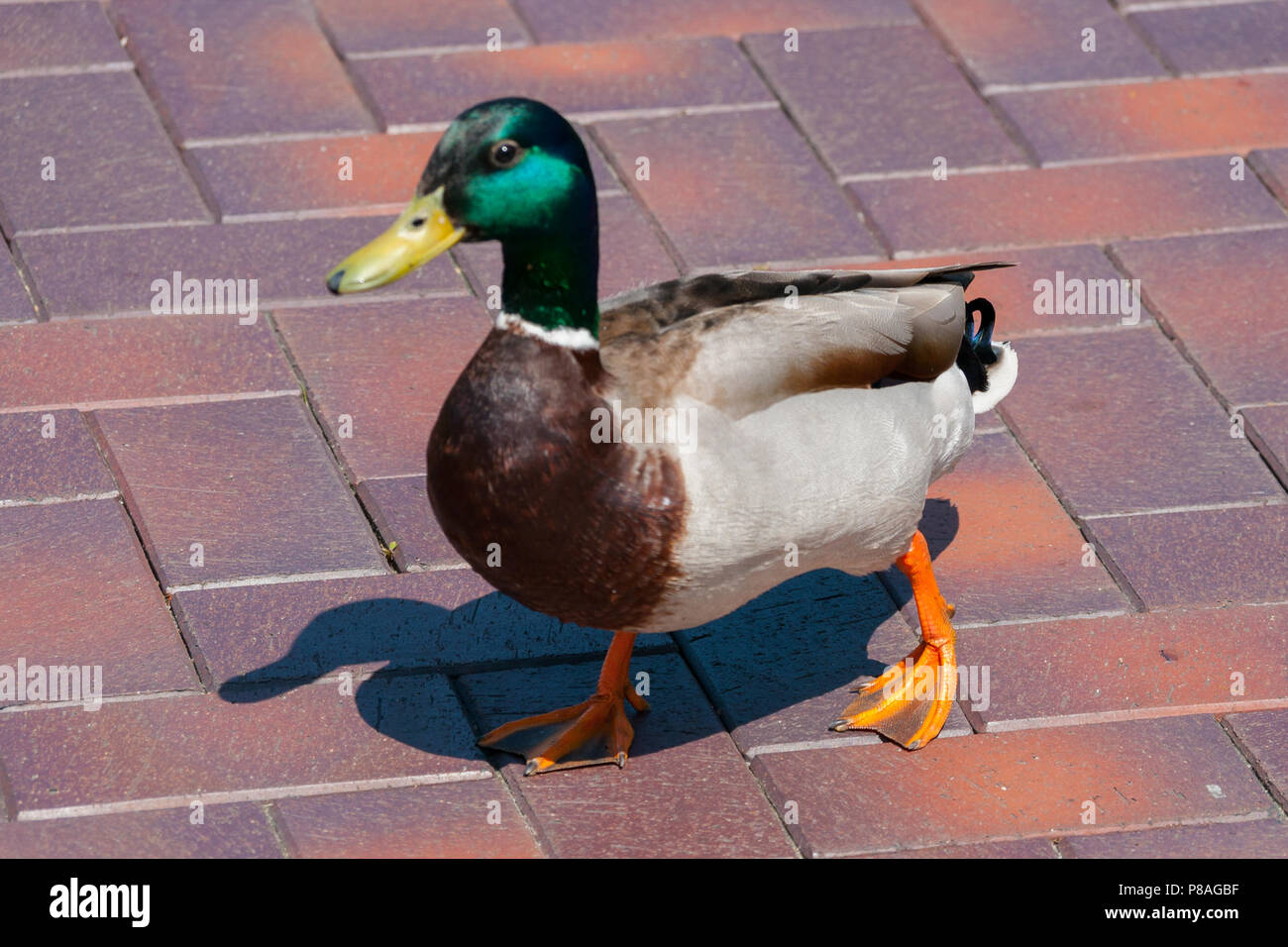 A beautiful duck proudly treads along the sidewalk of tiles with green ...