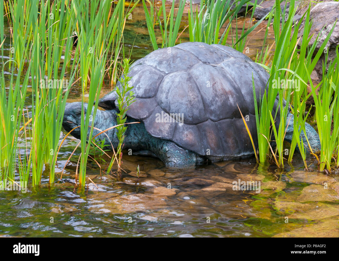 Large turtle with a powerful shell standing in a shallow pond near the ...