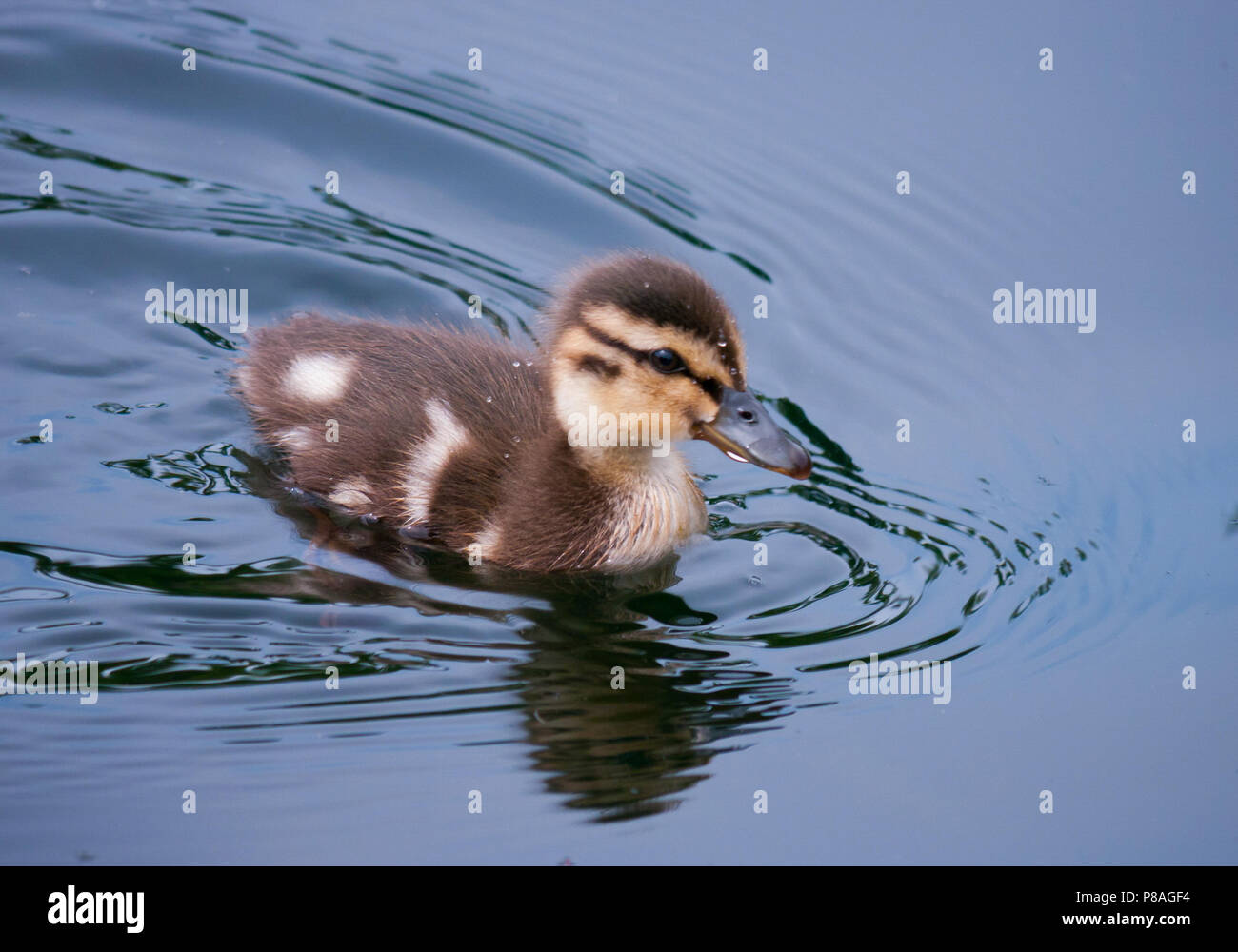 A small duck of a wild duck floats along the lake, leaving behind a ...