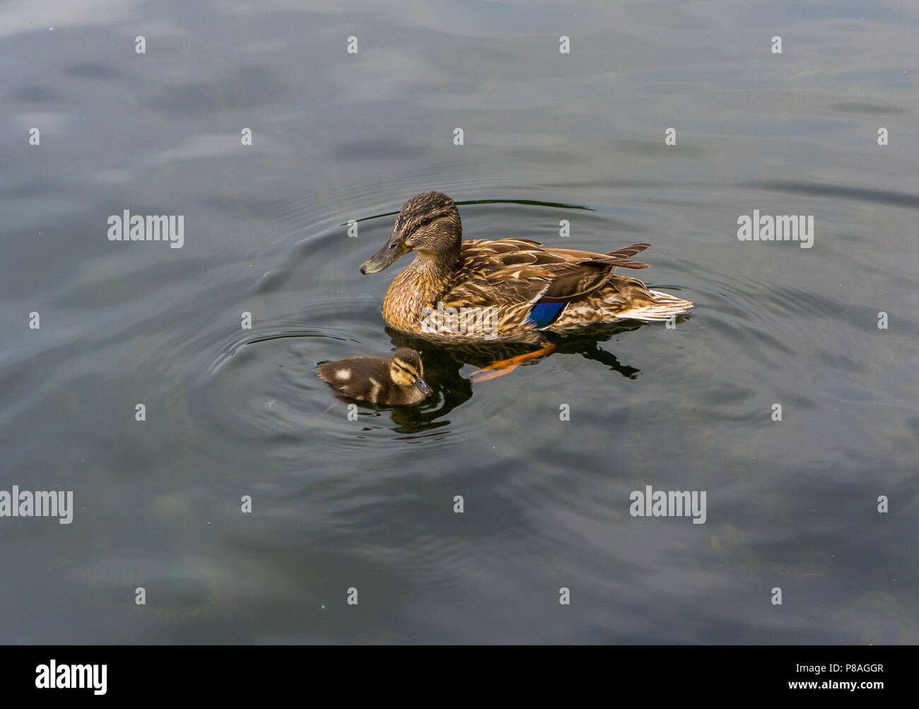 Large, adult duck with a small duckling, swim in warm, summer water ...