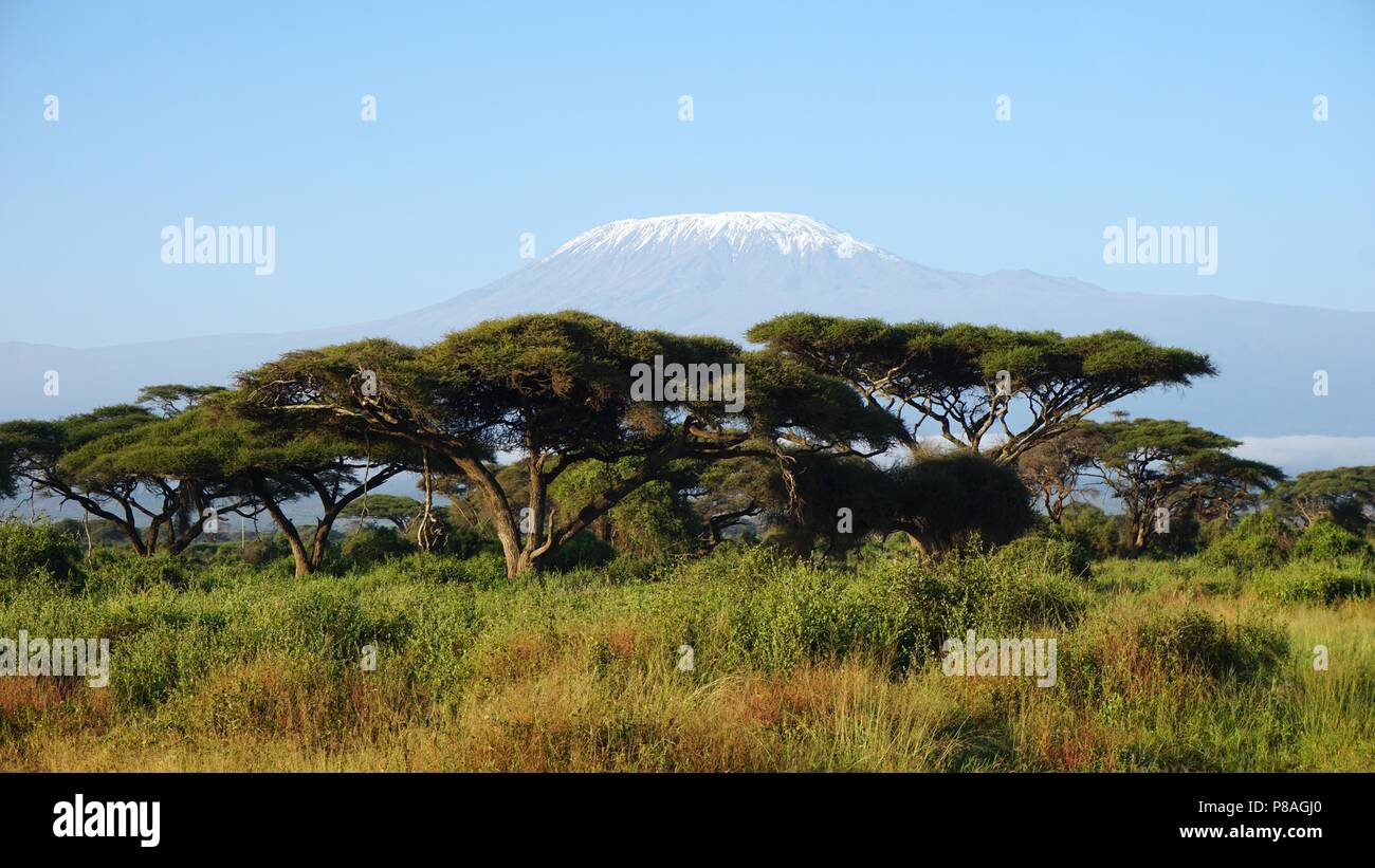 landscape in kenyan national park with mount kilimanjaro Stock Photo ...