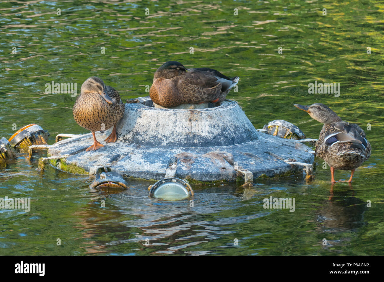 Ducks sitting on the stones in the middle of the pond, hiding its beak ...