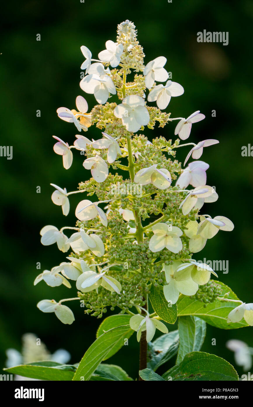 A charming flower with a thin stalk and white petals with many small ...