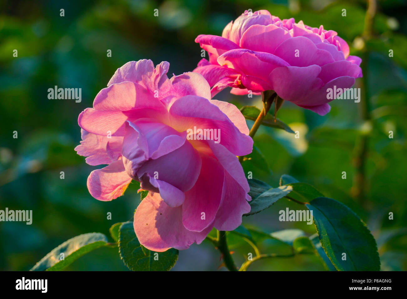 Two lush rose flowers on one stem. Like the Siamese twins . For your ...