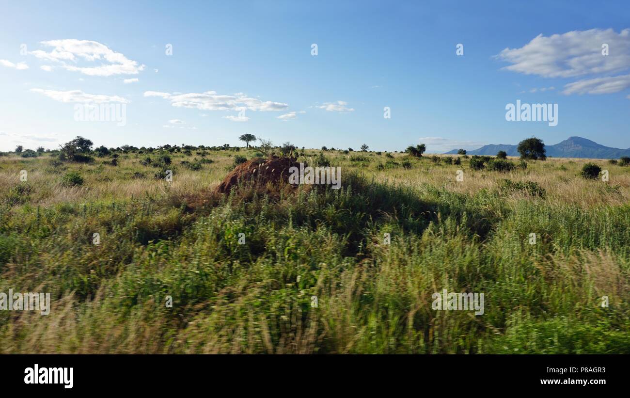 green natural landscape in kenyan safari park after raining season ...