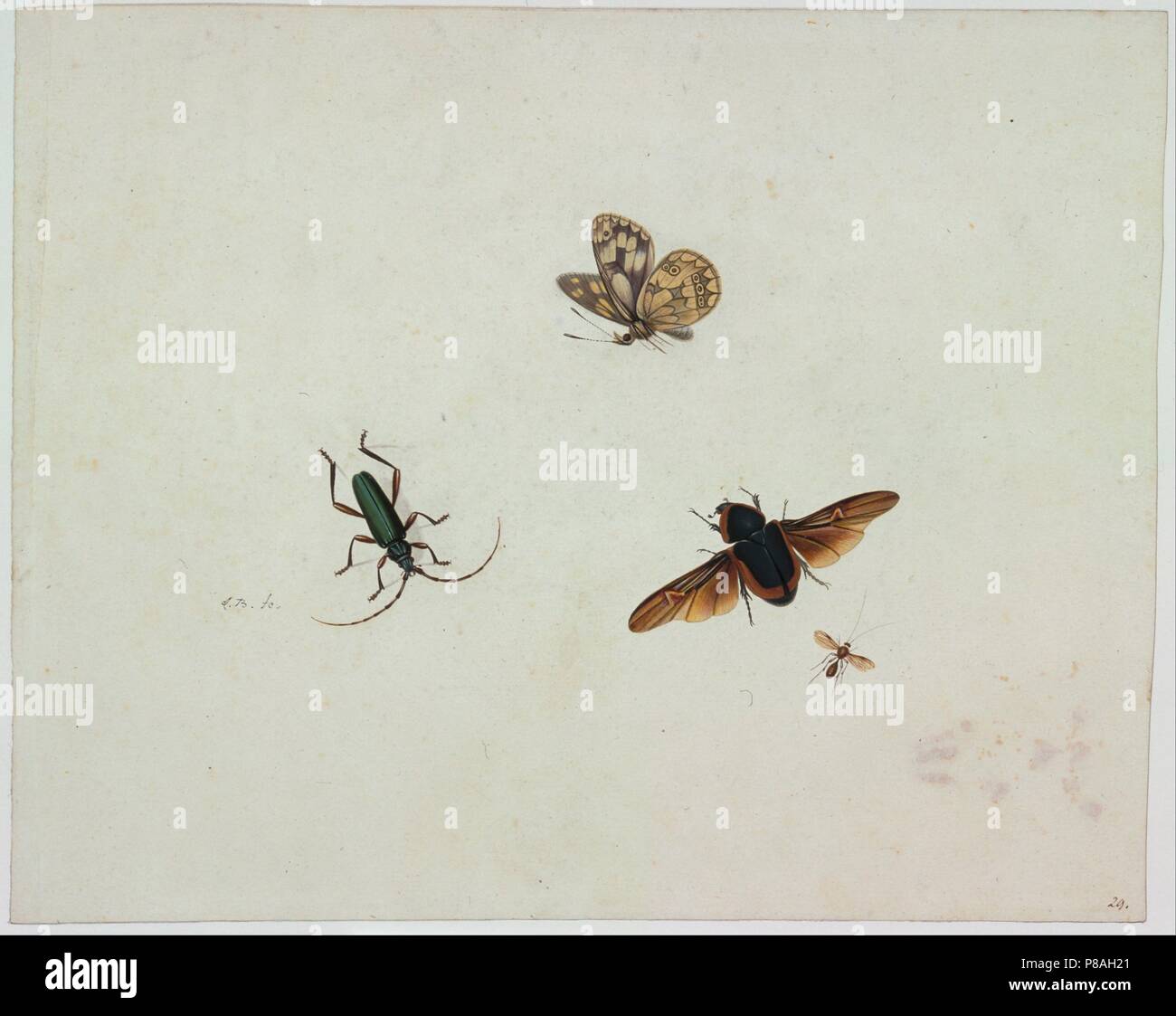 Four insects hi-res stock photography and images - Alamy