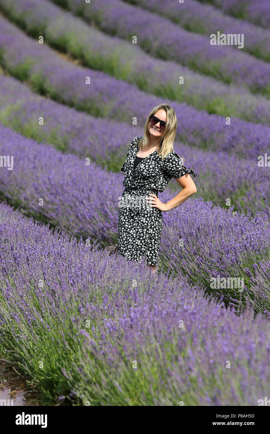 General views of the Lordington Lavender Fields in West Sussex, UK ...