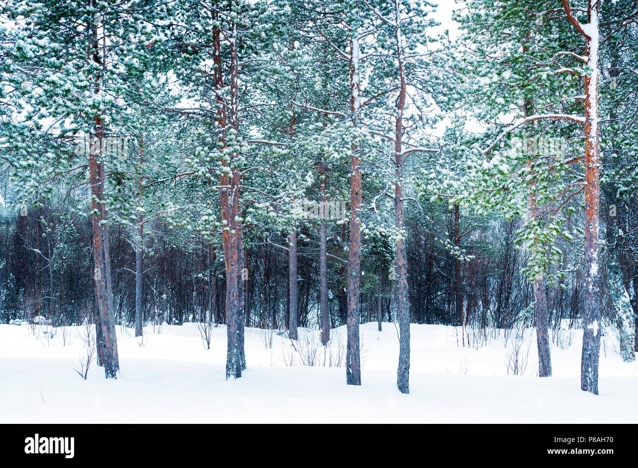 Snowcovered pine forest in arctic Norway during polar night, Balsfjord ...