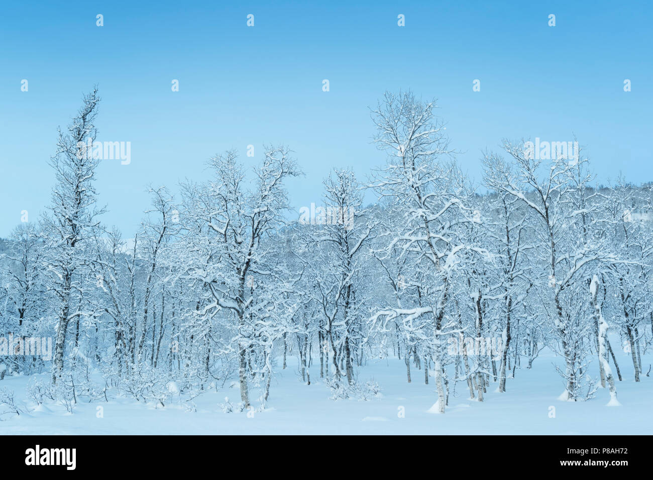 Snowcovered forest in arctic Norway during polar night, Balsfjord ...