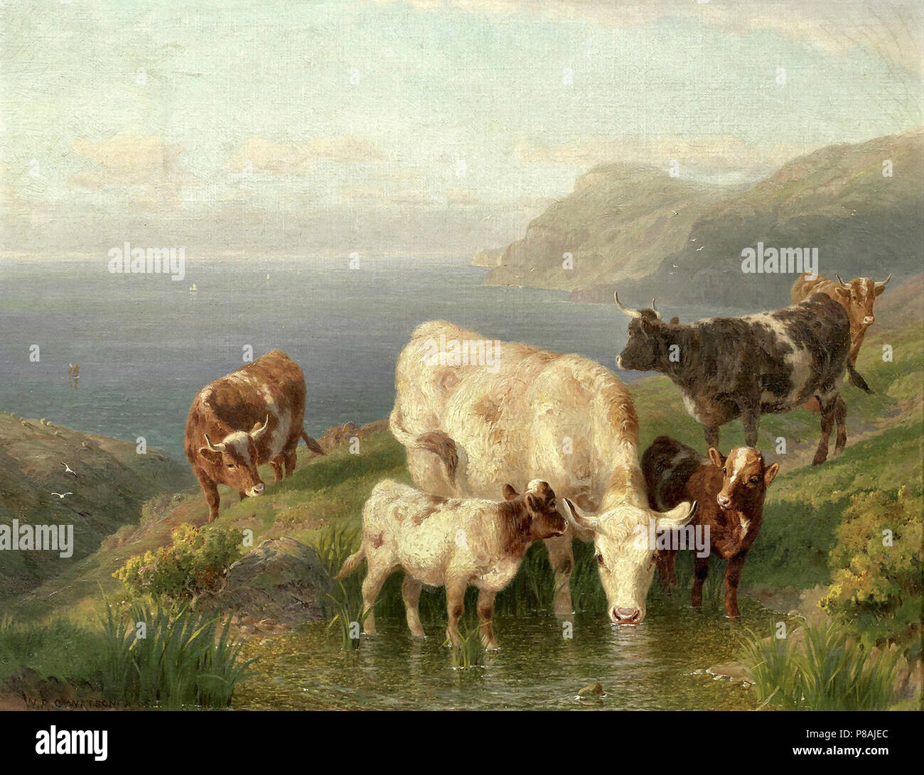 Watson William - Cattle on a Cornish Coast Stock Photo - Alamy