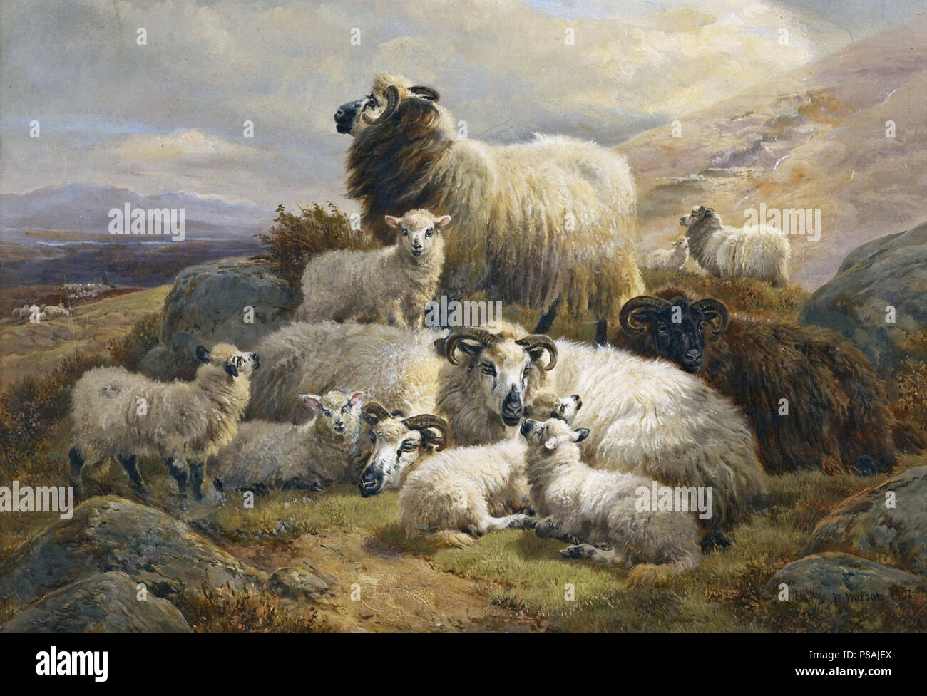 Watson William - Sheep on a Hillside Stock Photo - Alamy