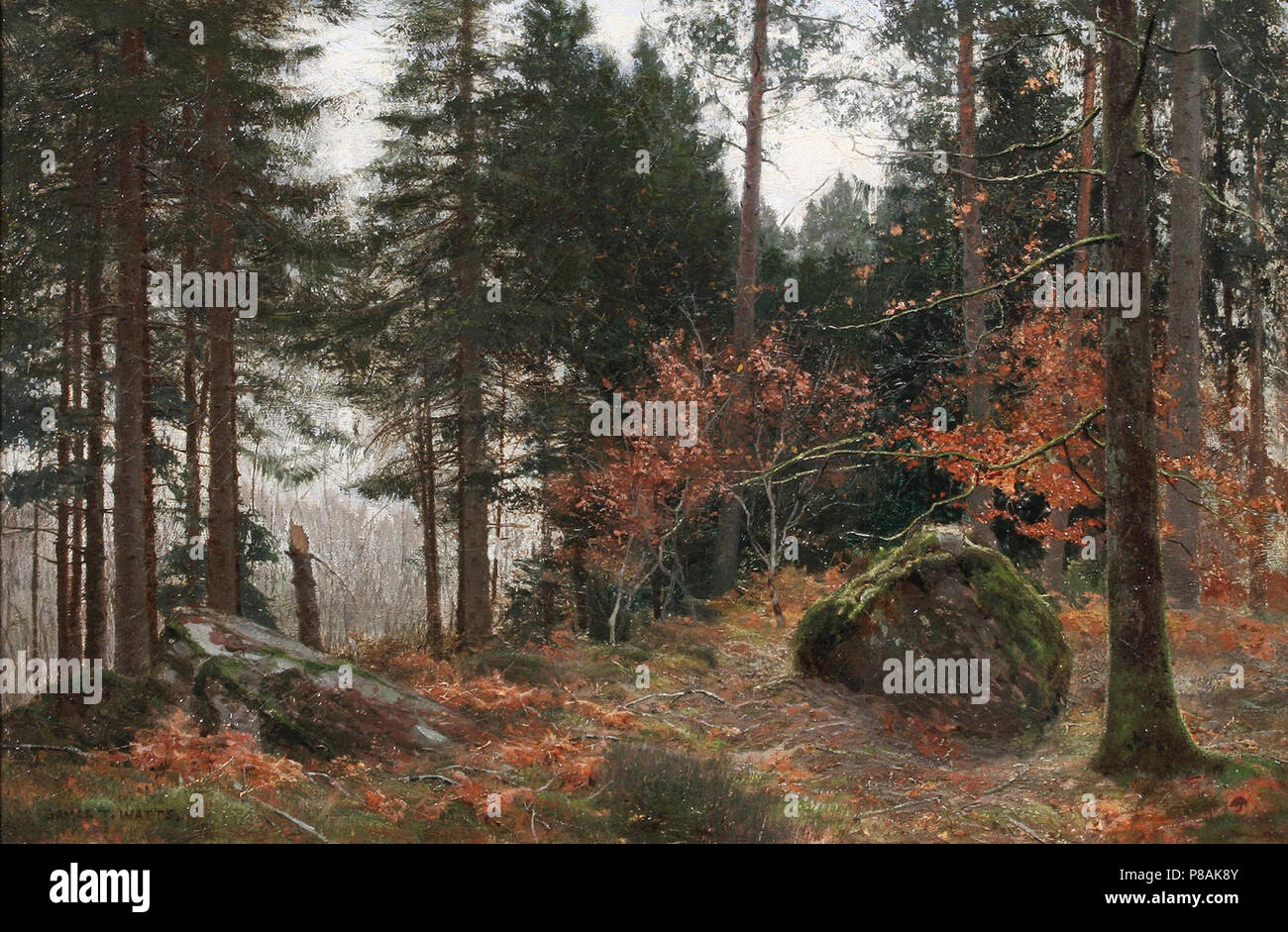 Thomas pine hi-res stock photography and images - Alamy